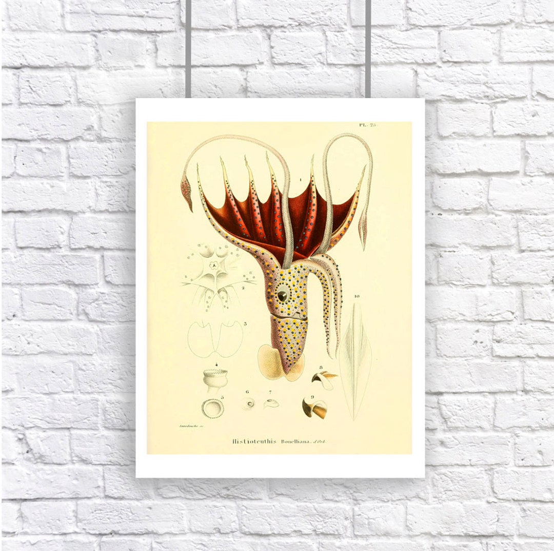 Large Spotted Squid Educational Chart Nautical Vintage Style Art Print ...