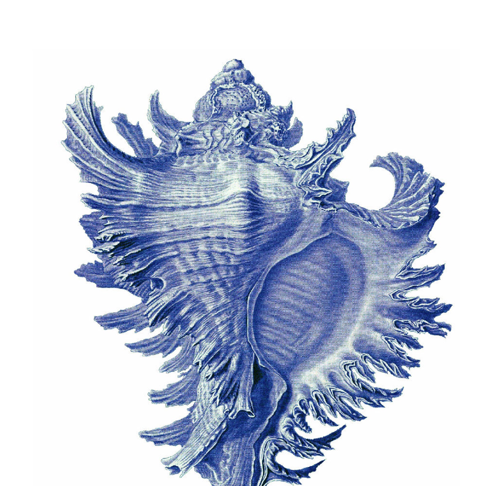 Blue Conch Shell Nautical Vintage Style Art Print Beach House - Etsy