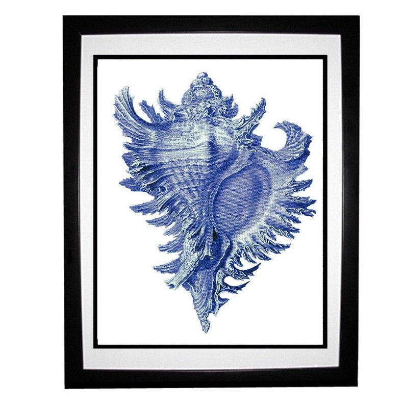 Blue Conch Shell Nautical Vintage Style Art Print Beach House Decor - Etsy