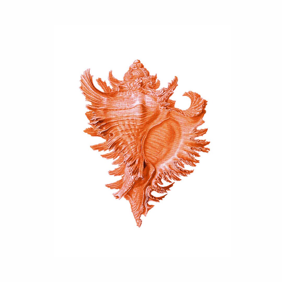 Conch Shell Red Orange Nautical Vintage Style Art Print Beach House ...