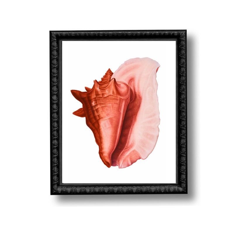 Red Orange Conch Shell Nautical Vintage Style Art Print Beach House ...