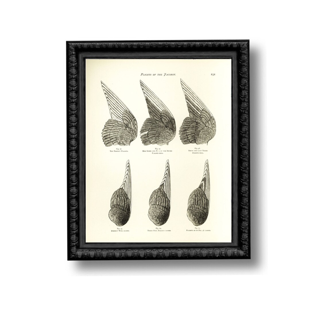 Bird Wings Educational Chart Vintage Style Art Print Natural History ...