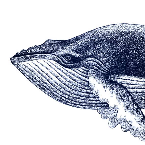 Vintage Blue Whale Illustration Blue Whale | Facts, Habitat,