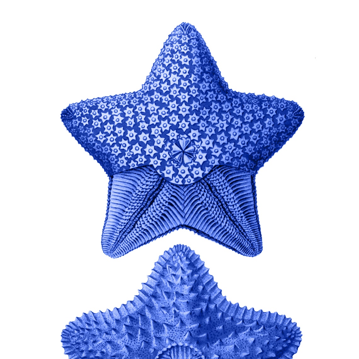 Blue Conch Shell Seahorse Starfish Crab Vintage Style Nautical - Etsy