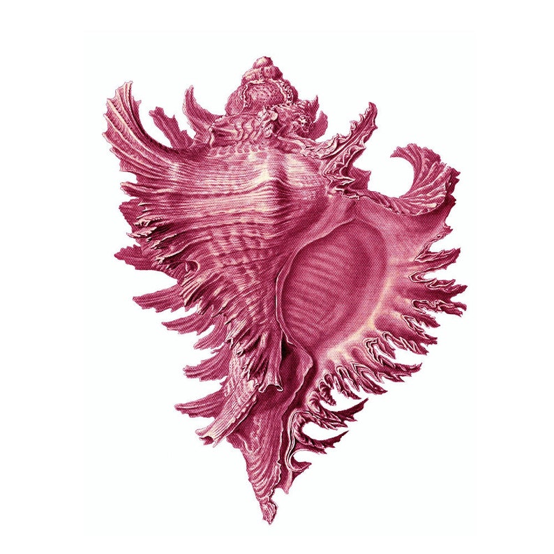 Pink Conch Shell Nautical Vintage Style Art Print Beach House - Etsy