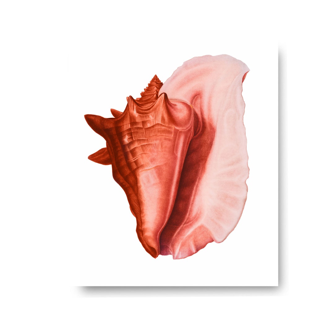 Red Orange Conch Shell Nautical Vintage Style Art Print Beach House ...