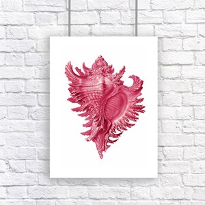 Pink Conch Shell Large Nautical Vintage Style Art Print Beach House ...