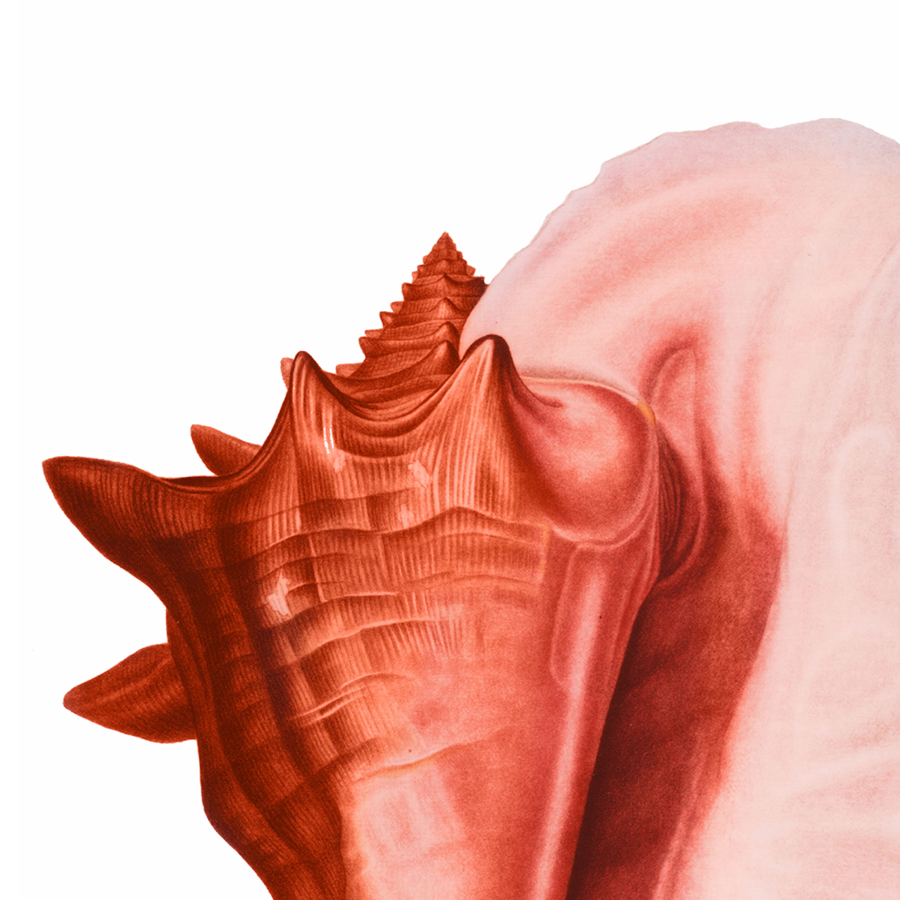 Red Orange Conch Shell Nautical Vintage Style Art Print Beach - Etsy