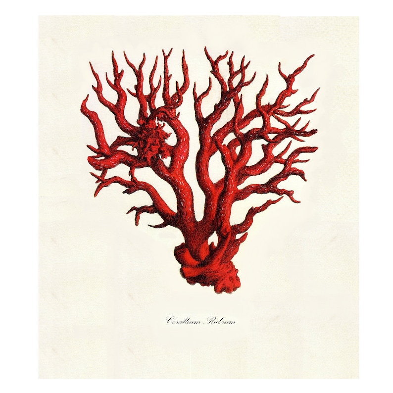 Red Coral Vintage Style Nautical Art Print Set of 3 Natural - Etsy