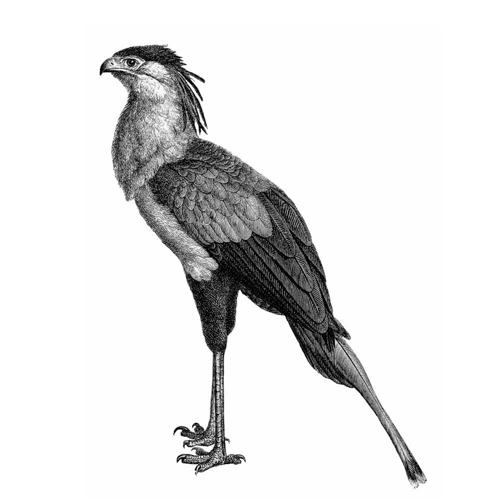 Secretary Bird Vintage Style Art Print Black and White Grey - Etsy