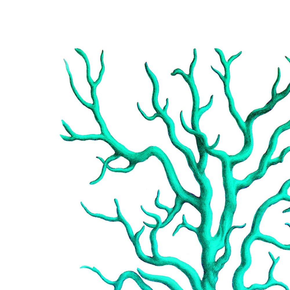 Mint Green Coral Nautical Art Print Natural History Beach House Decor ...