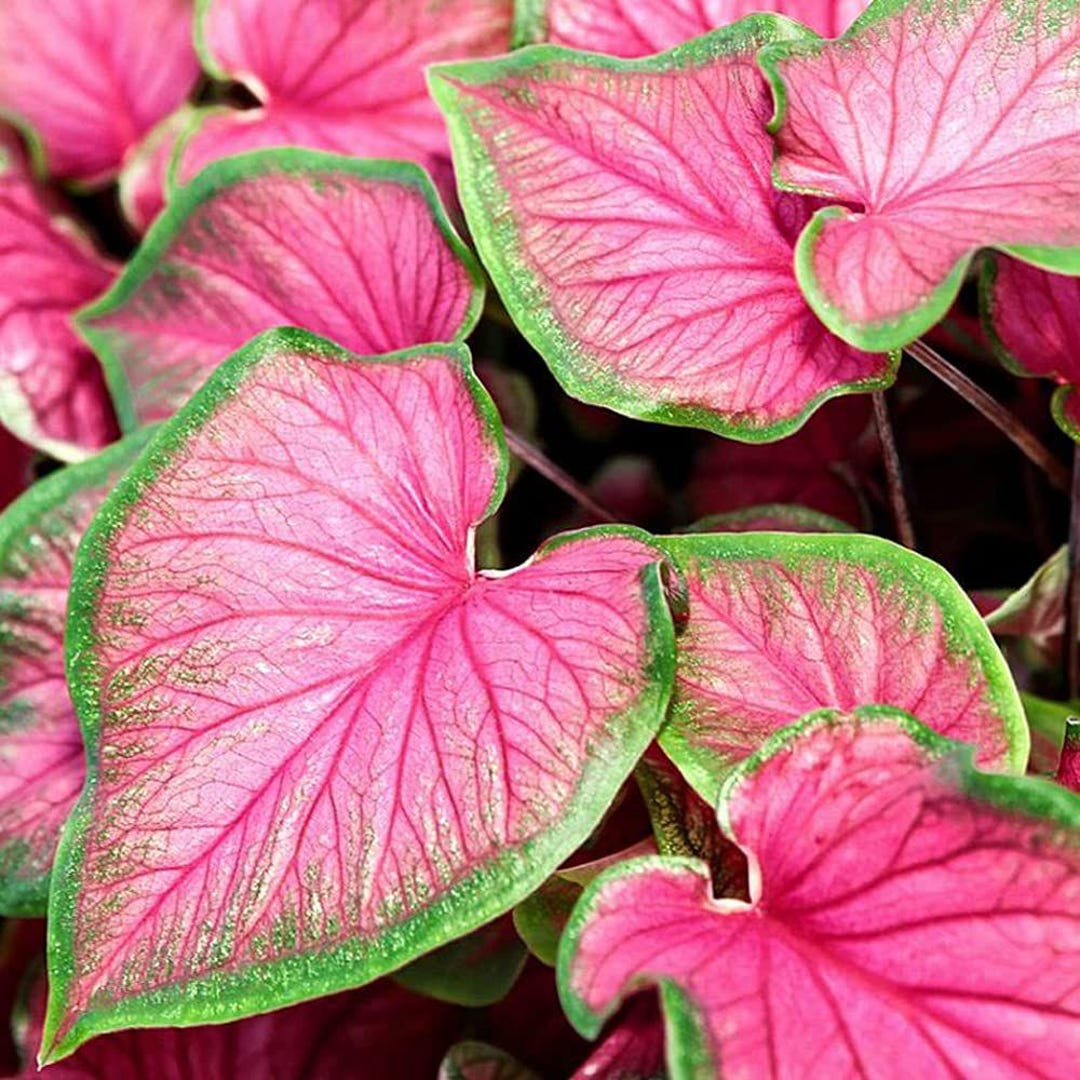 Caladium ‘buck’ Bulbs Fancy-leaf Caladium – Shade-loving Tropical ...