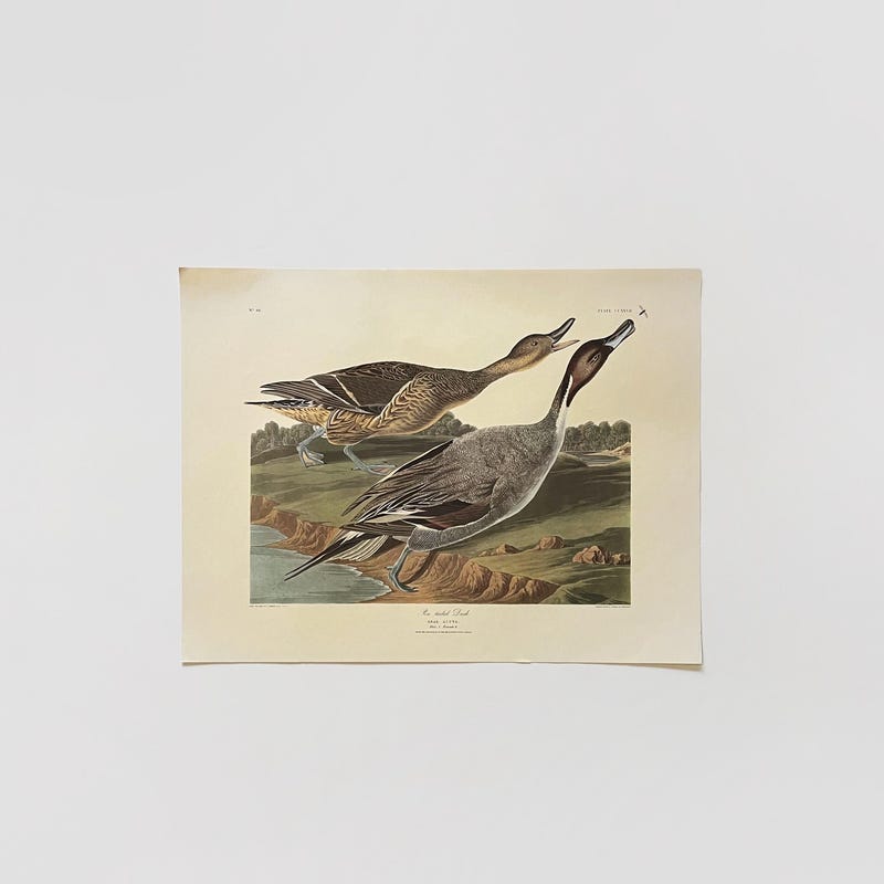 Audubon Duck Plates - Etsy