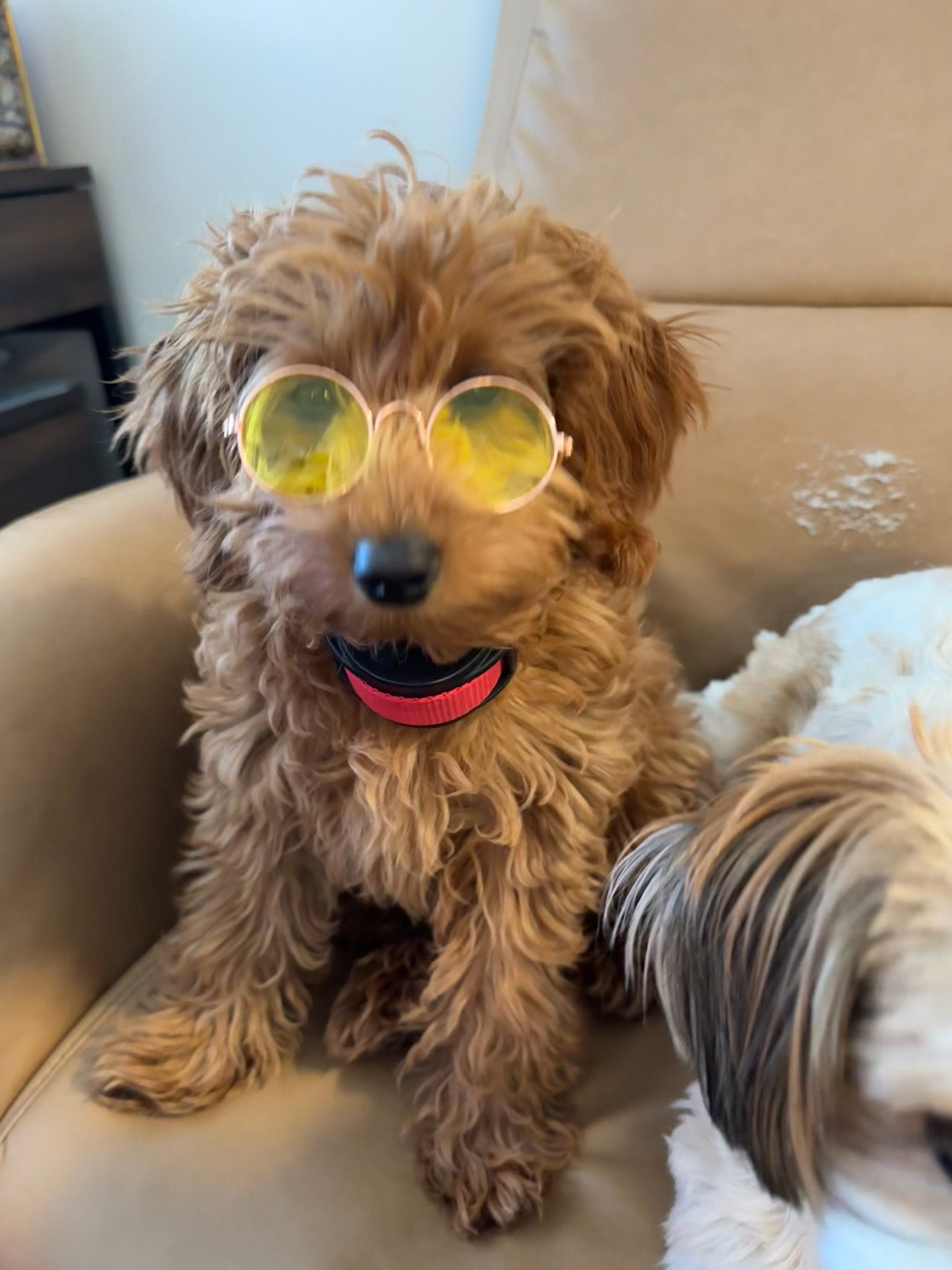 Mini Golden Doodle Ruby Dog Painting Custom Pet Portraits Personalized ...