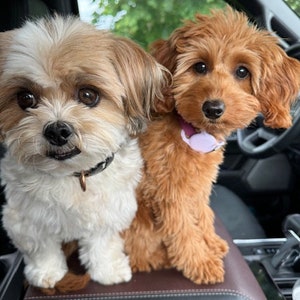 Mini Golden Doodle Ruby Dog Painting Custom Pet Portraits Personalized ...