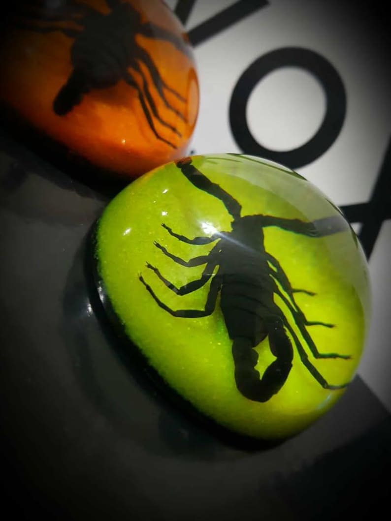 Real Black Scorpion in Resin Dome | Glitter Base Handmade Display ...
