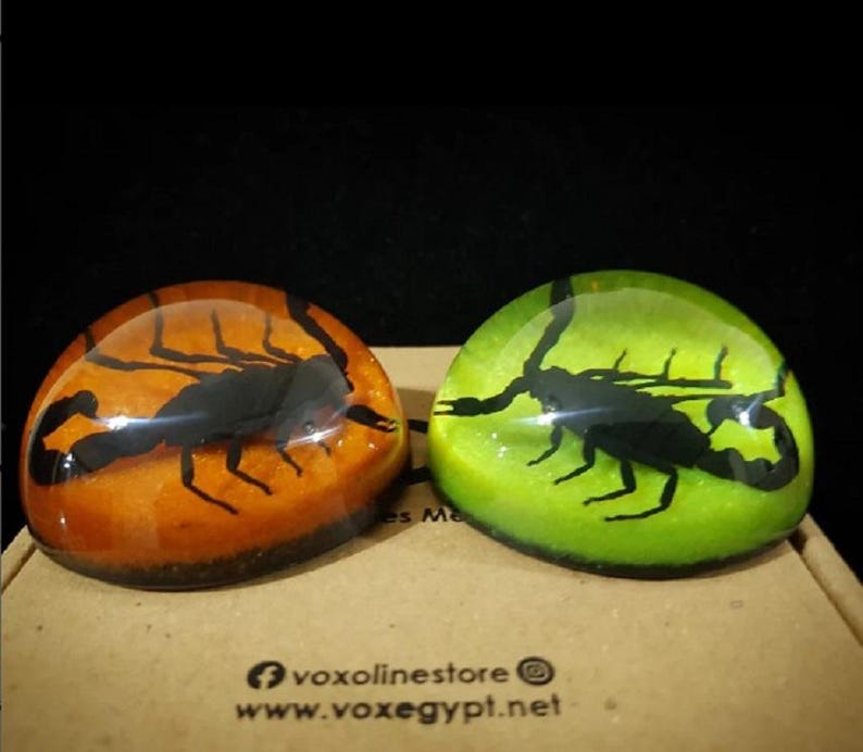 Real Black Scorpion in Resin Dome | Glitter Base Handmade Display ...