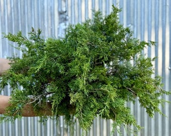 Fresh Cut Western Cedar Bouquet: Spring Wedding Table Decor - Etsy