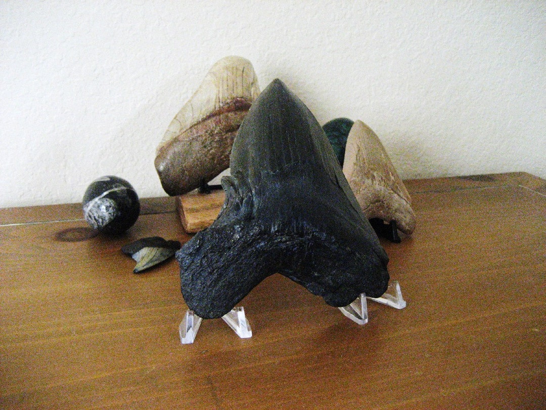 5 7/8" Deformed Megalodon Shark Tooth Sharks Teeth - Etsy