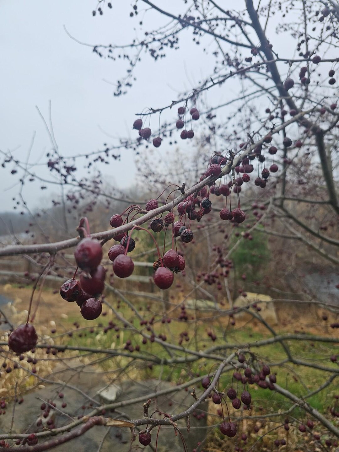 Adams Flowering Crabapple Seeds, Hand-collected - Etsy