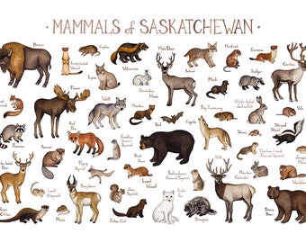 British Columbia Mammals Field Guide Art Print / Animals of | Etsy