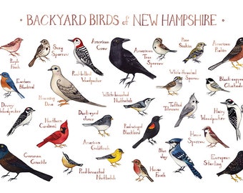 Ohio Backyard Birds Field Guide Art Print / Watercolor | Etsy
