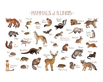 Wisconsin Mammals Field Guide Art Print / Animals of