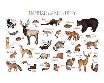 Wisconsin Mammals Field Guide Art Print / Animals of