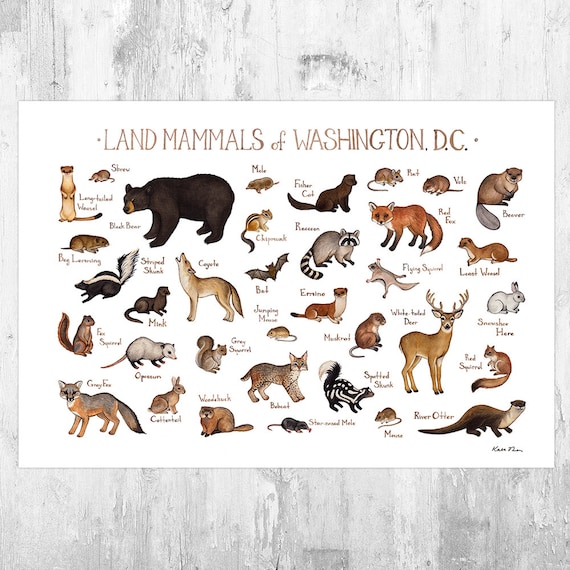 Washington D.C. Land Mammals Field Guide Art Print / Animals | Etsy