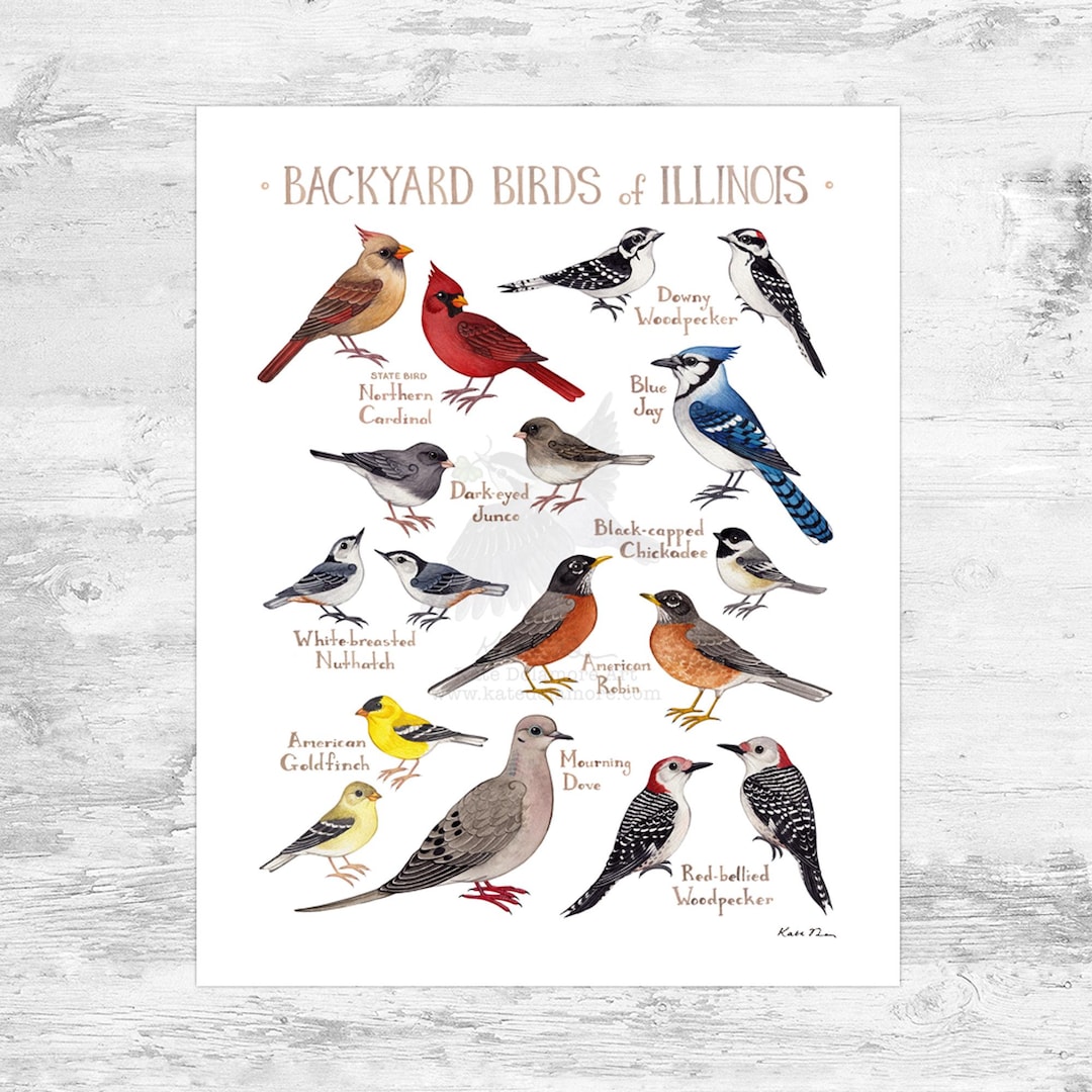 Illinois Backyard Birds Field Guide Art Print Mini 8x10 - Etsy
