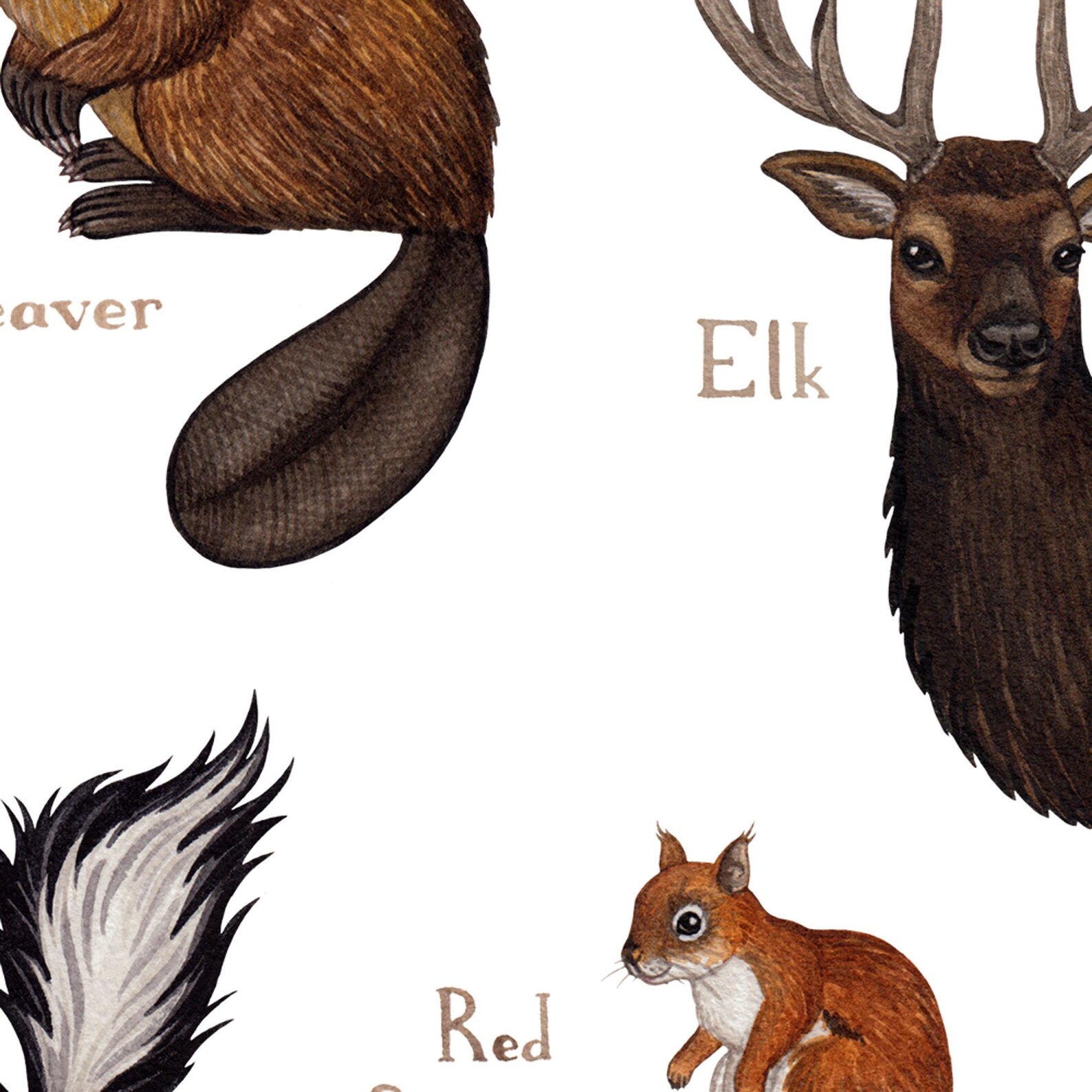 Michigan Mammals Field Guide Art Print / Animals of Michigan ...