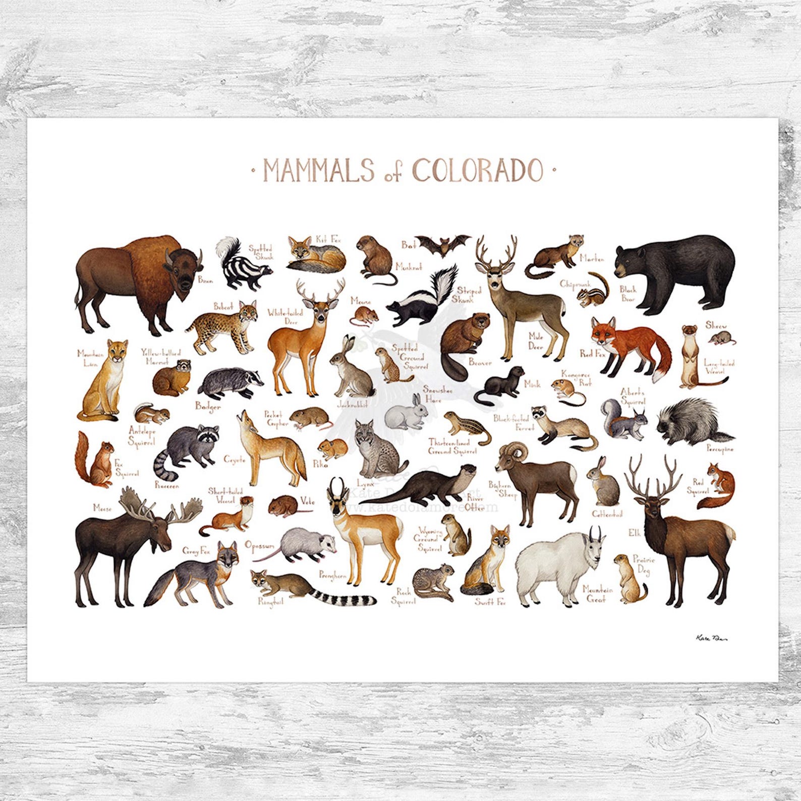 Colorado Mammals Field Guide Art Print / Animals of Colorado ...