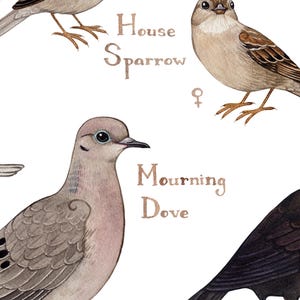 Illinois Backyard Birds Field Guide Art Print / Watercolor Painting ...