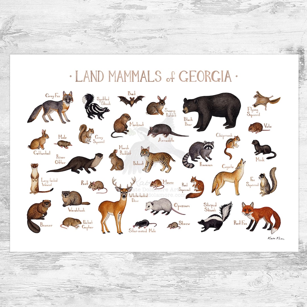 Georgia Land Mammals Field Guide Art Print / Animals of Georgia ...
