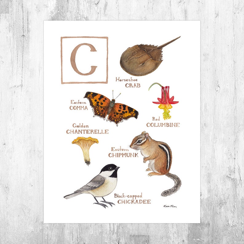 Letter c Nature Alphabet Art Print / Monogram / - Etsy