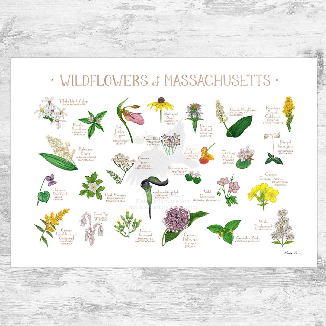 Massachusetts Wildflowers Field Guide Art Print / Common Flowers of ...