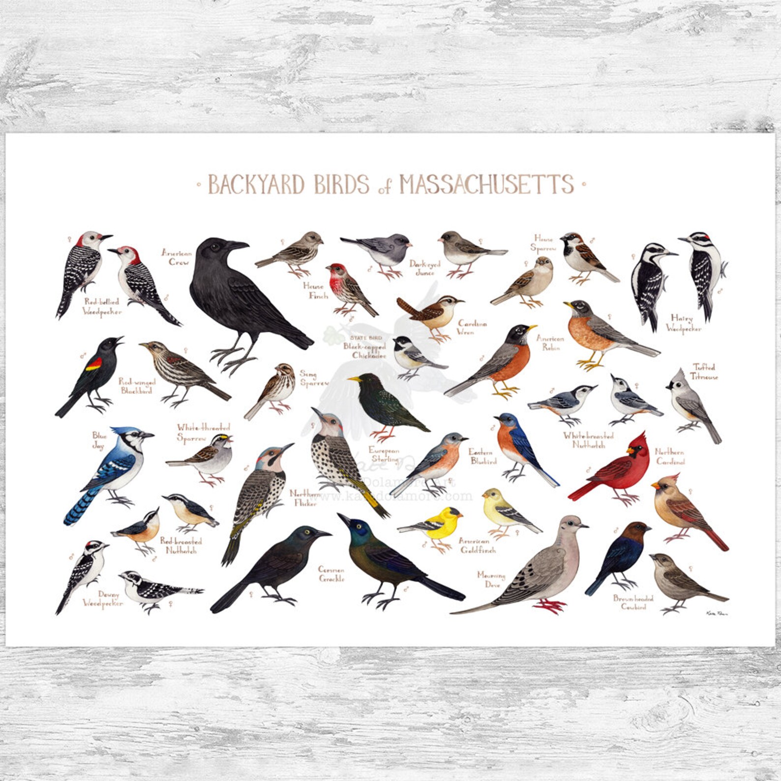 Massachusetts Backyard Birds Field Guide Art Print / - Etsy