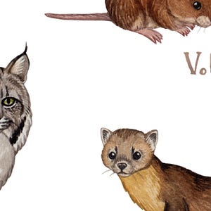 New Brunswick Mammals Field Guide Art Print / Animals of Canada ...