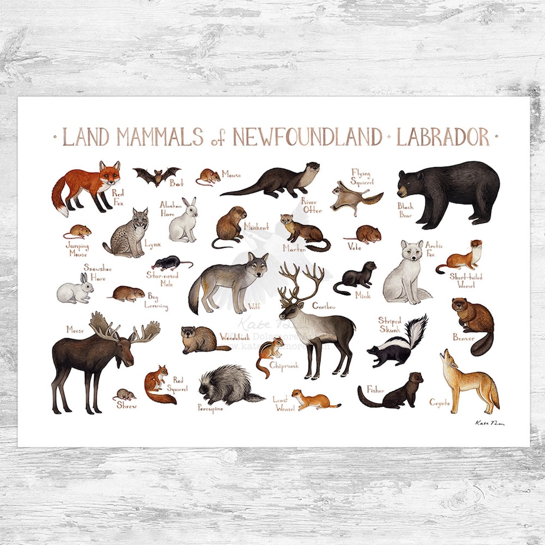 Newfoundland & Labrador Mammals Field Guide Art Print / Animals of ...