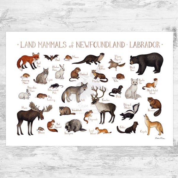 Wildlife Poster - Etsy UK