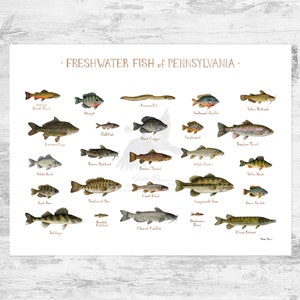Pennsylvania Freshwater Fish Field Guide Art Print / Fish Nature Study ...
