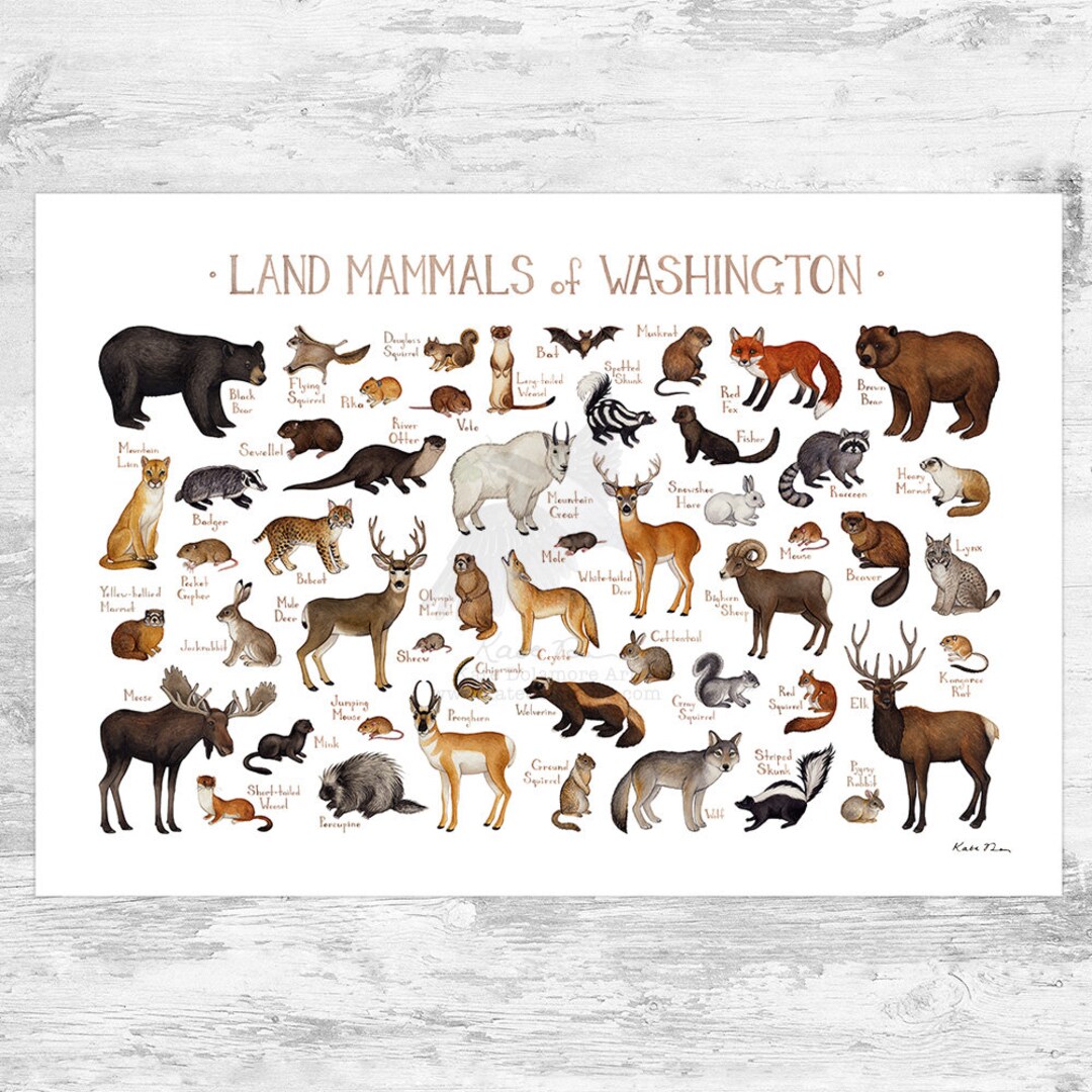 Washington Land Mammals Field Guide Art Print / Animals of Washington ...