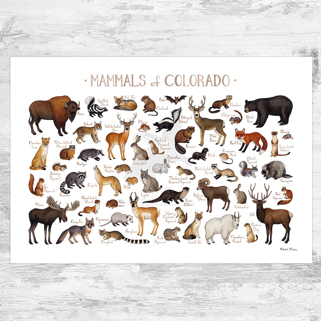 Colorado Mammals Field Guide Art Print / Animals of Colorado ...