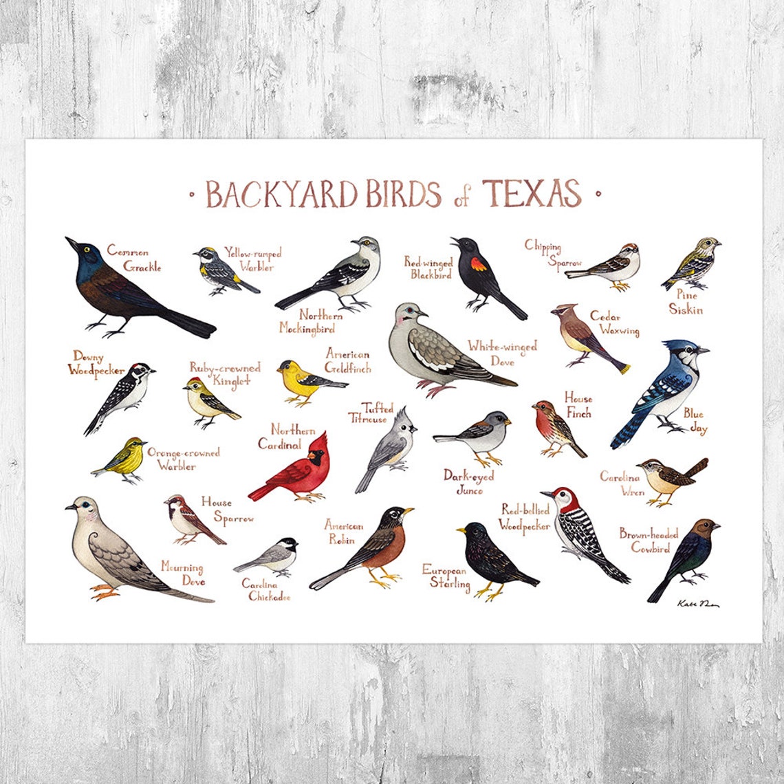Texas Backyard Birds Field Guide Art Print / Watercolor | Etsy