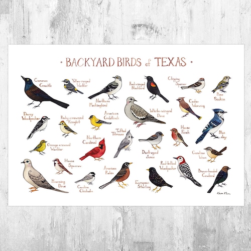 Florida Backyard Birds Field Guide Art Print / Watercolor - Etsy