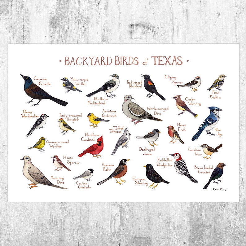 Texas Backyard Birds Field Guide Art Print / Watercolor - Etsy