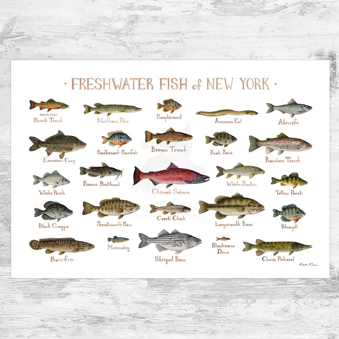 New York Freshwater Fish Field Guide Art Print / Fish Nature Study ...