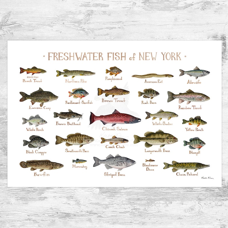 Vintage Fish Poster - Etsy