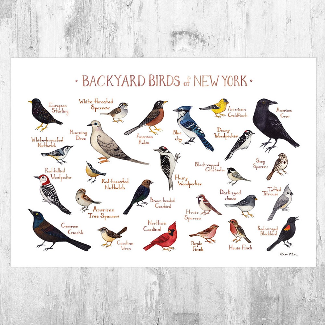 New York Backyard Birds Field Guide Art Print / Watercolor - Etsy