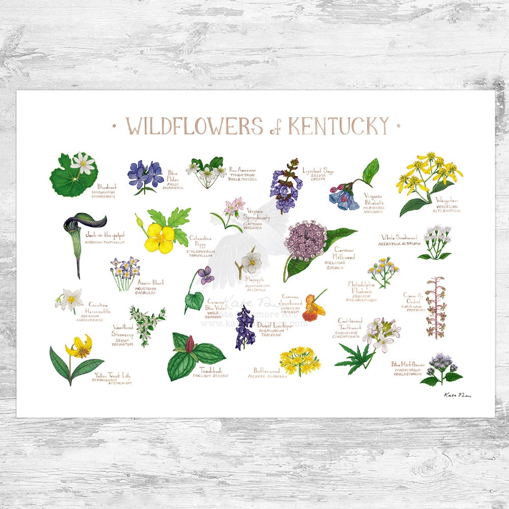Kentucky Native Plants Guide